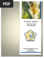 Klasifikasi Tanaman Jagung Nama Ilmiah Jagung Adalah Zea Mays | PDF