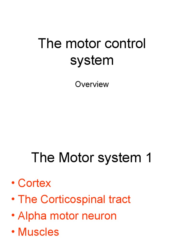 Motor System 1 | PDF | Motor Neuron | Cerebellum