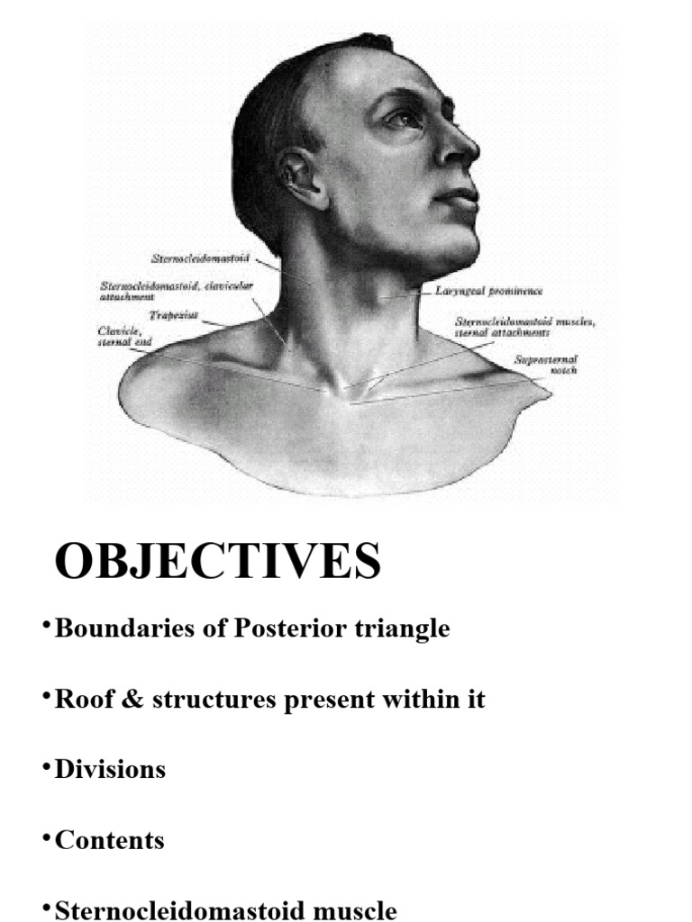 Posterior Triangle of Neck-New | PDF | Neck | Human Anatomy