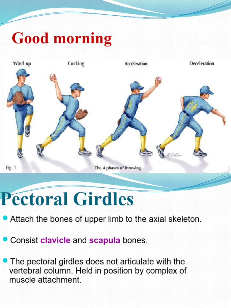 Pectoral Girdle and Shoulder Joint | PDF | Shoulder | Soft Tissue