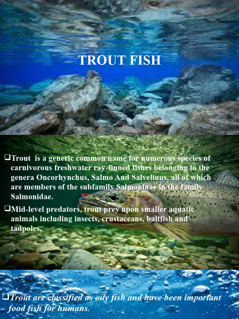 Trout Fish - Semi Final 1 | PDF | Rainbow Trout | Spawn (Biology)