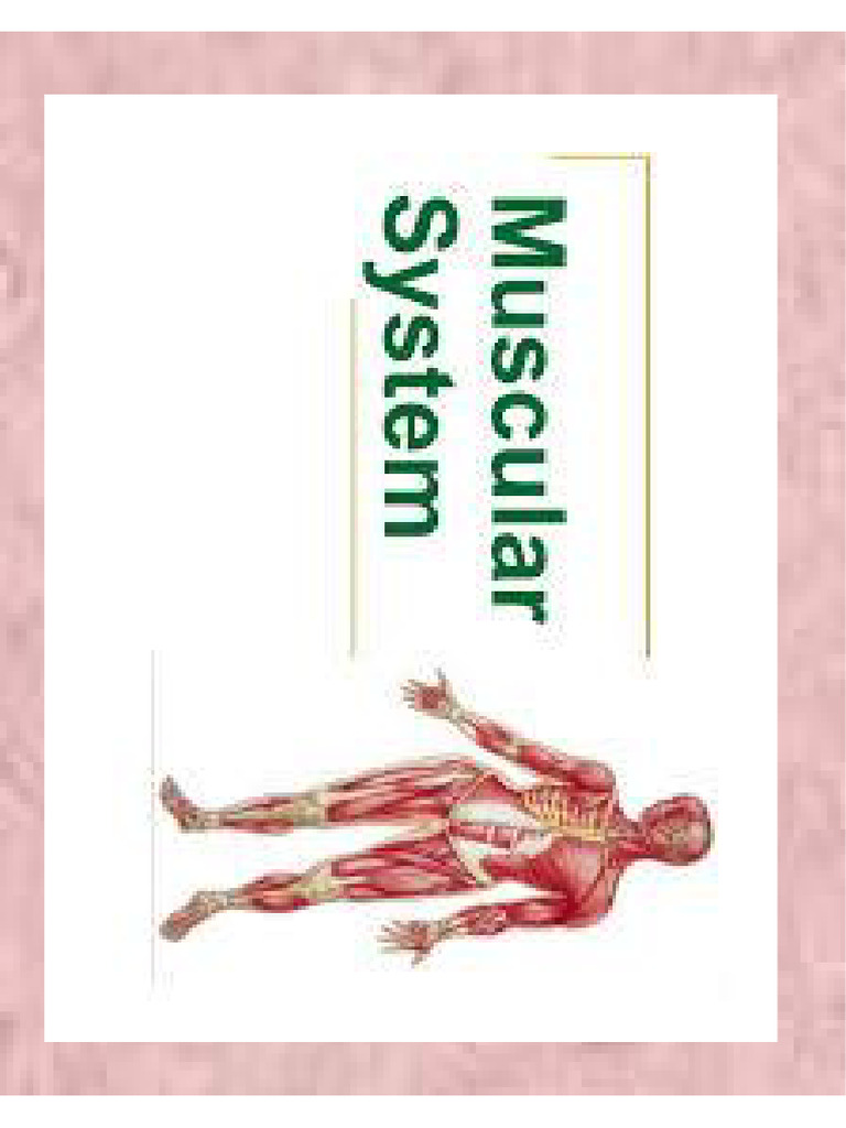 Muscular System | PDF