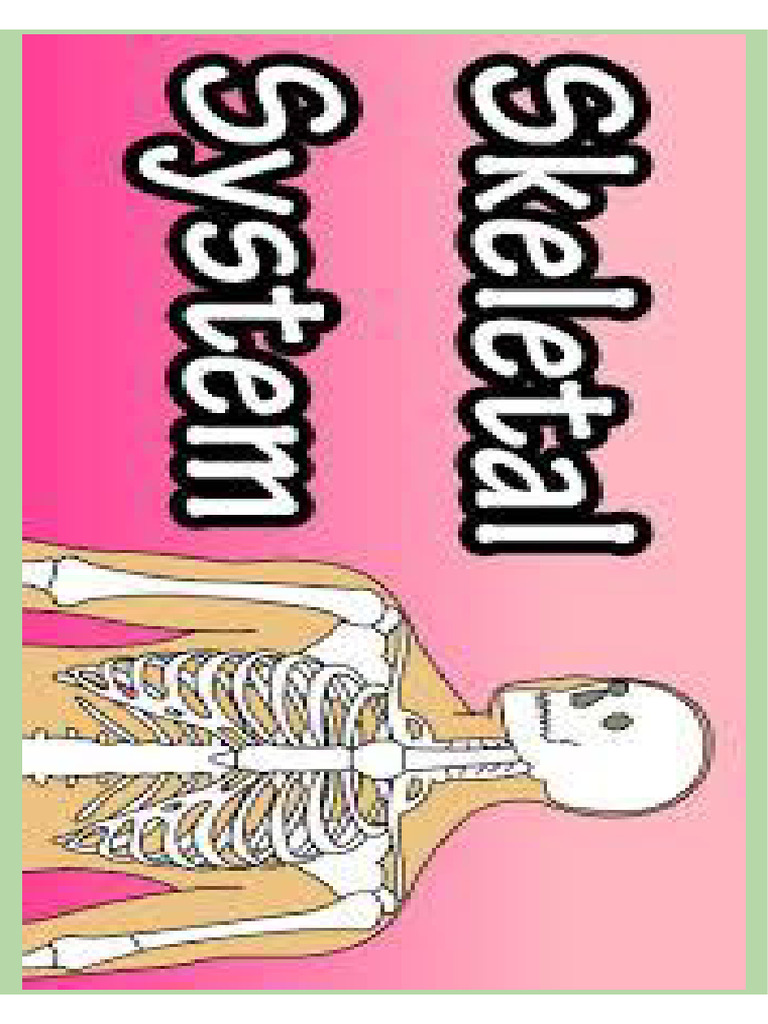 Skeletal System Basics for Students | PDF | Science & Mathematics
