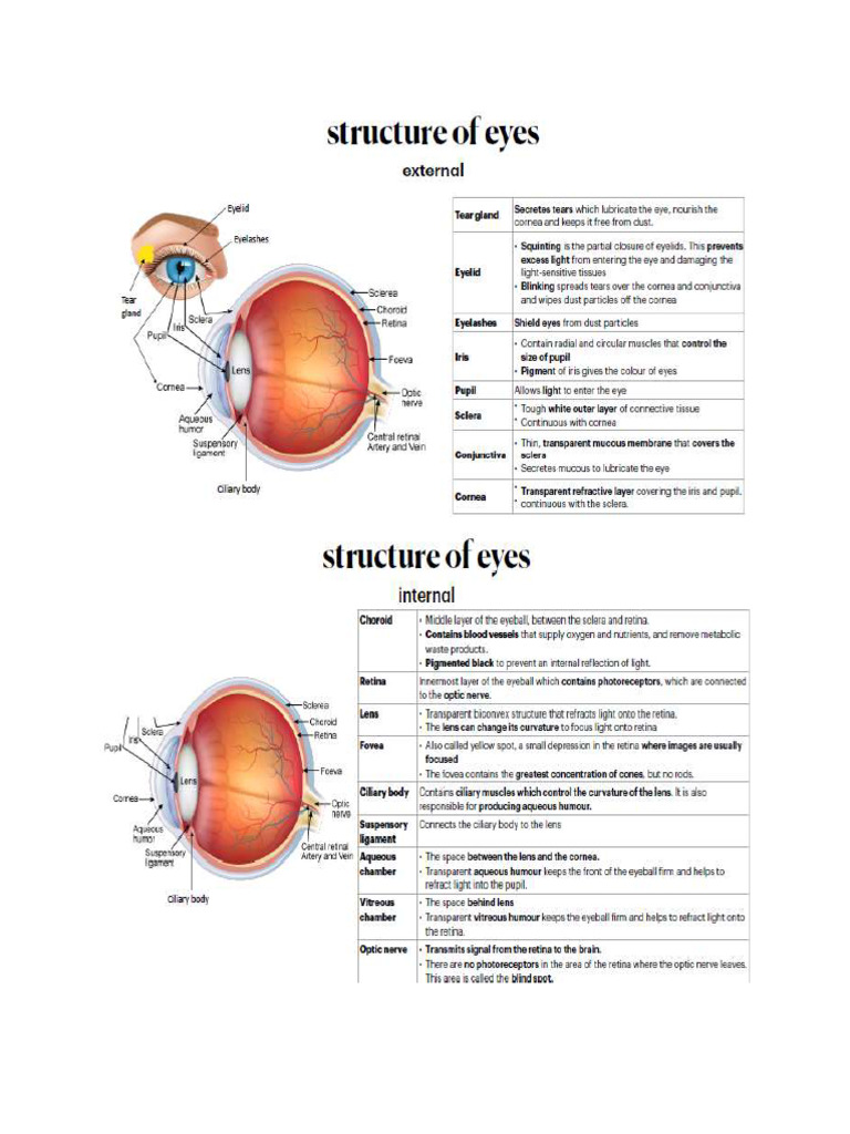 Human Eye | PDF