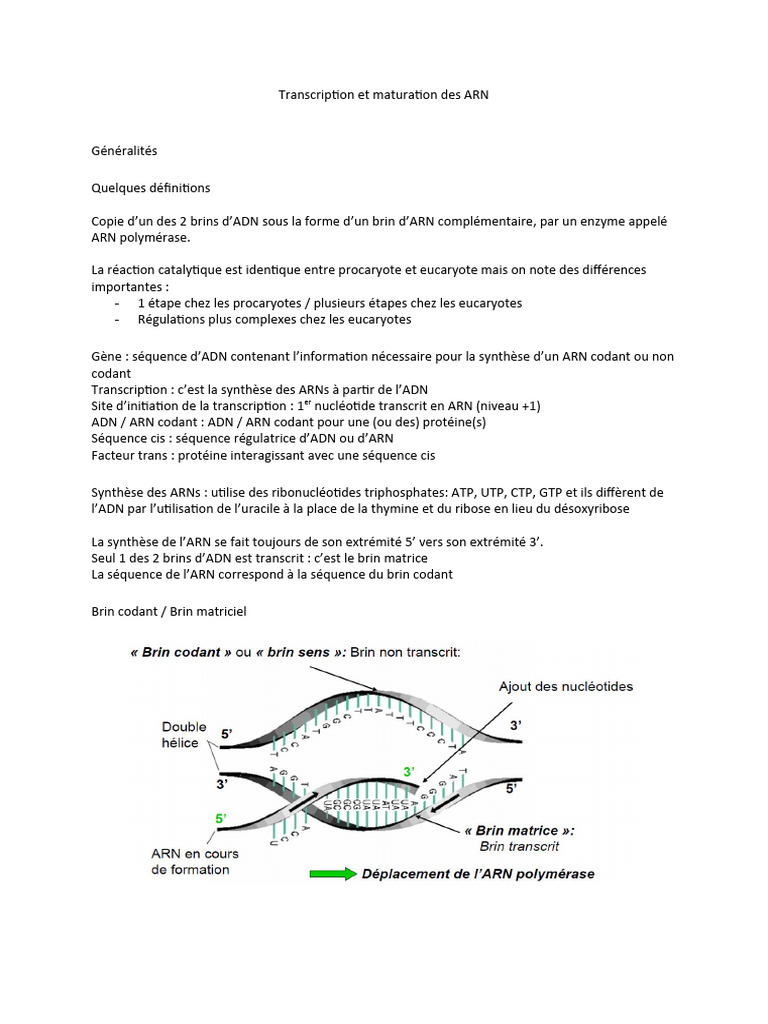 Transcription et maturation des ARN | PDF | Acide ribonucléique ...