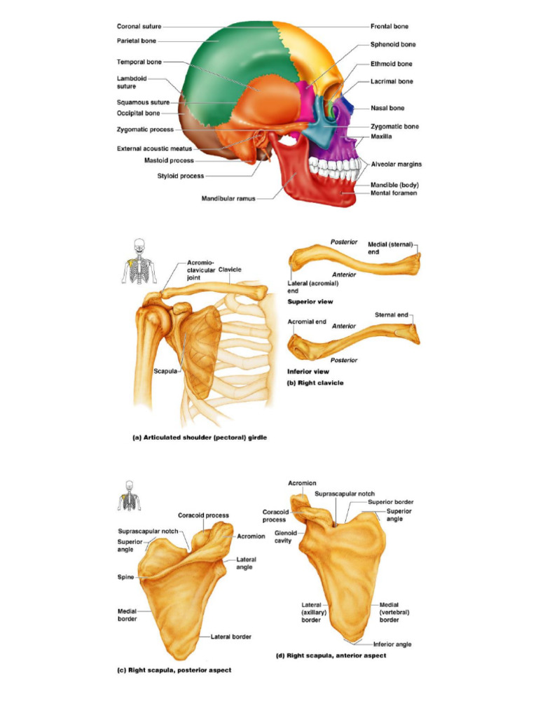 ANATOMY | PDF