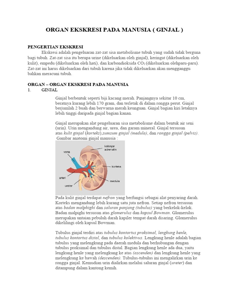 Mekanisme Ekskresi Ginjal Manusia | PDF | Kesehatan Holistik
