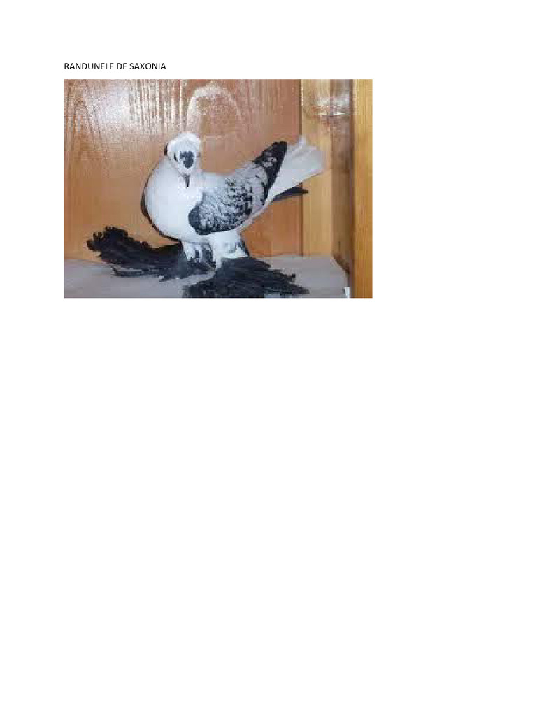 Randunele de Saxonia | PDF