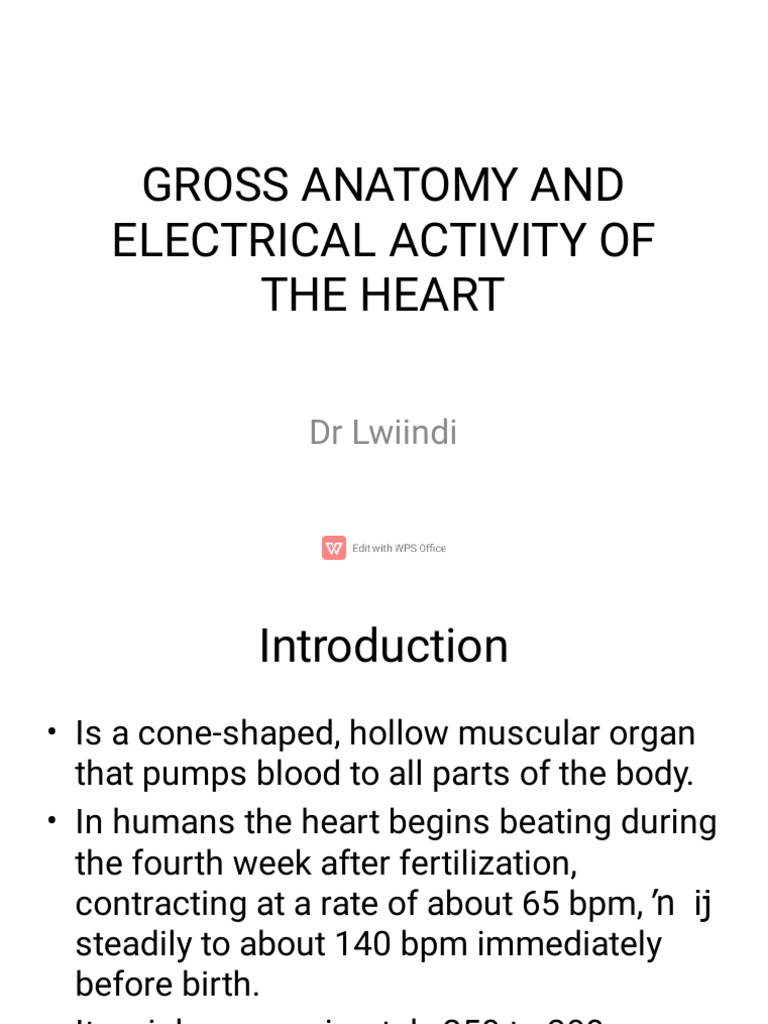 Cardiovascular Introduction | PDF | Heart | Cardiac Muscle