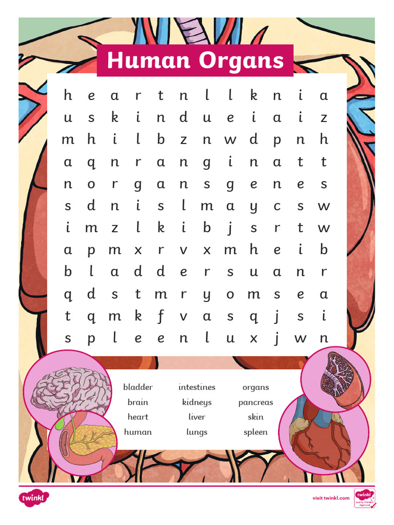 Human Organs Word Search | PDF