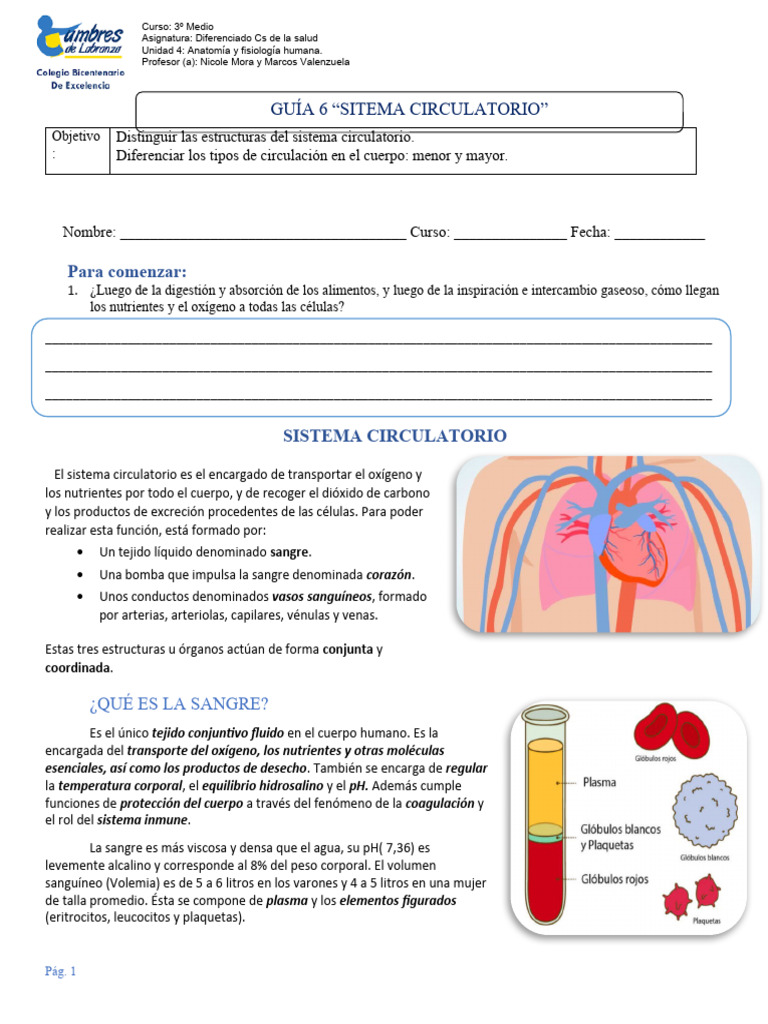 Guía 6 Sistema Circulatorio | PDF | Sangre | Artería