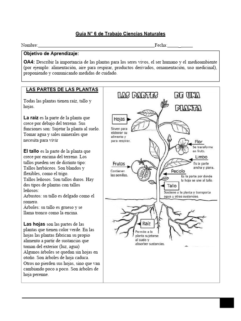 Partes de las Plantas y su Función | PDF | Plantas | Hoja