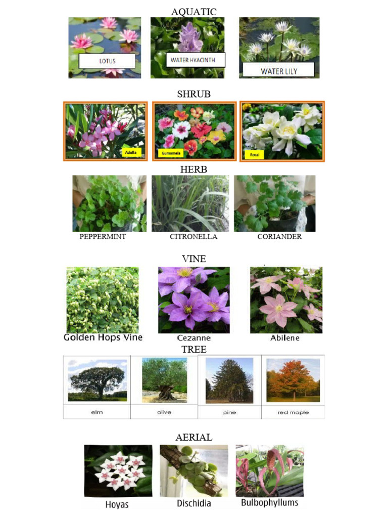 Ornamental Plants | PDF