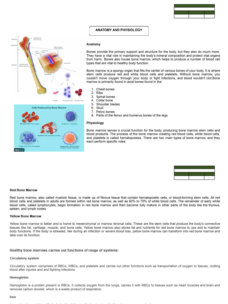 Anatomy and Physiology Oral Care | PDF | White Blood Cell | Bone Marrow