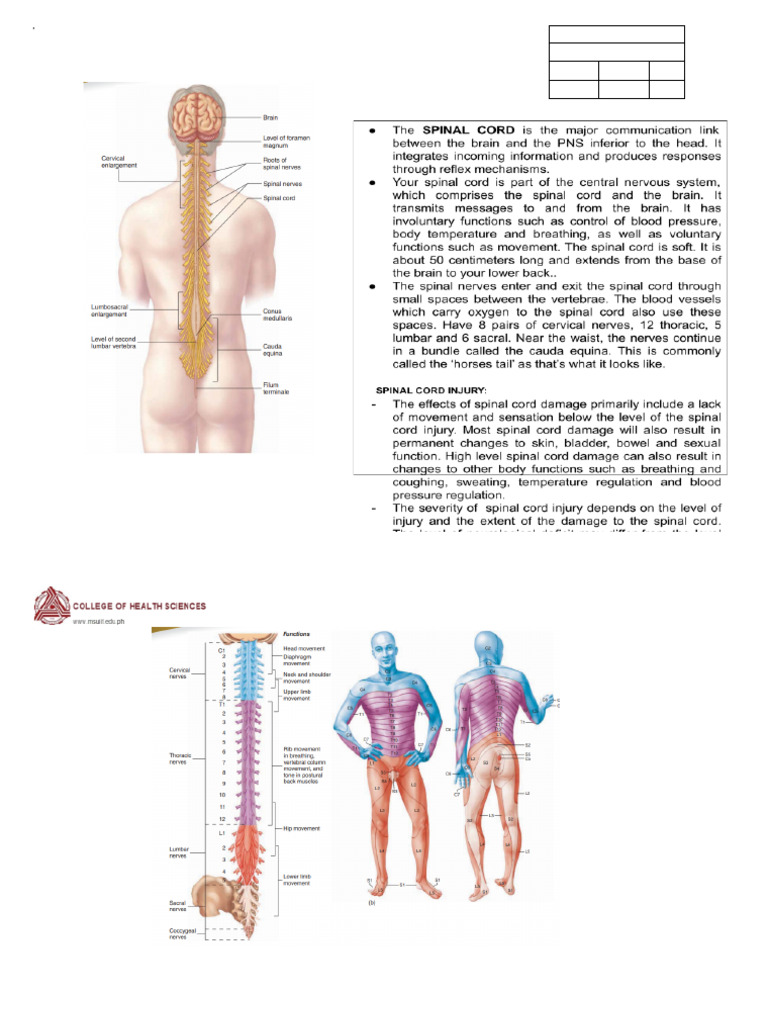 Anatomy-And-Physiology CNS | PDF