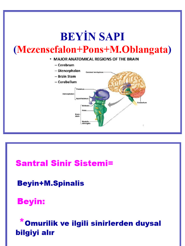 Beyin Sapi | PDF