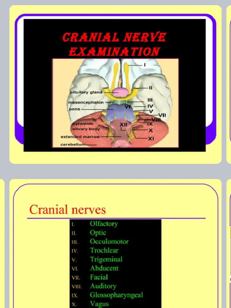 Cranial Nerves | PDF