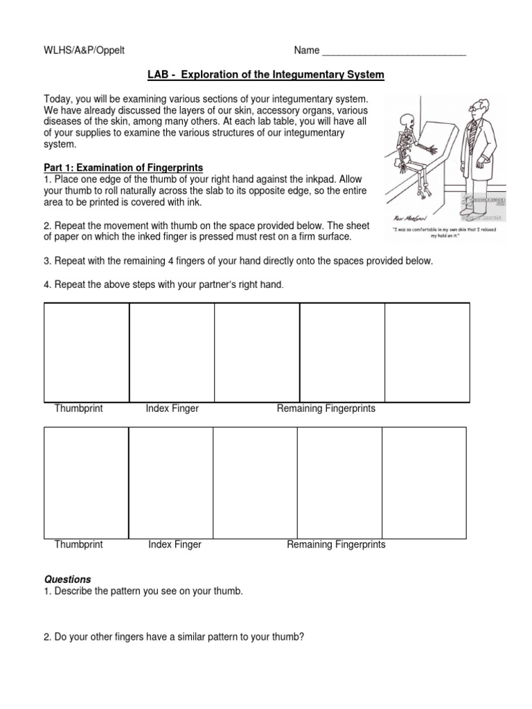 LAB - Exploration of The Integumentary System | PDF | Human Anatomy