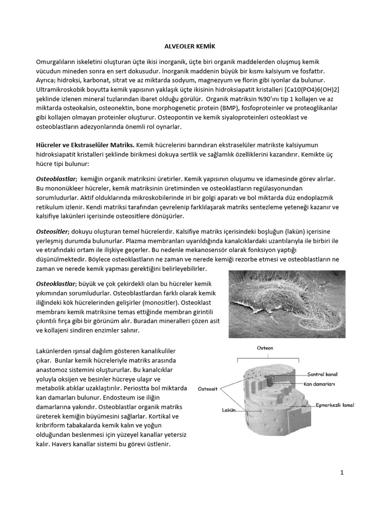 6 Alveoler Proçes | PDF