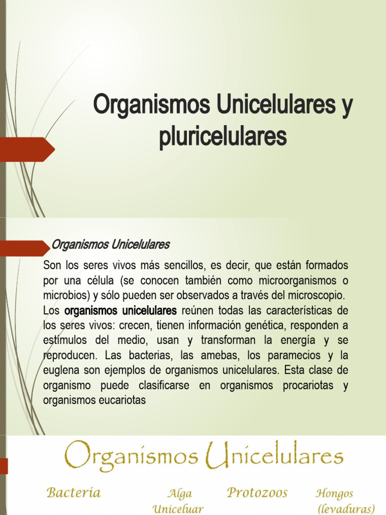 Organismos Unicelulares y Pluricelulares | PDF