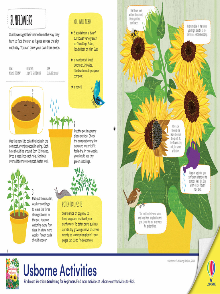 Grow Sunflowers Activity Sheet | PDF