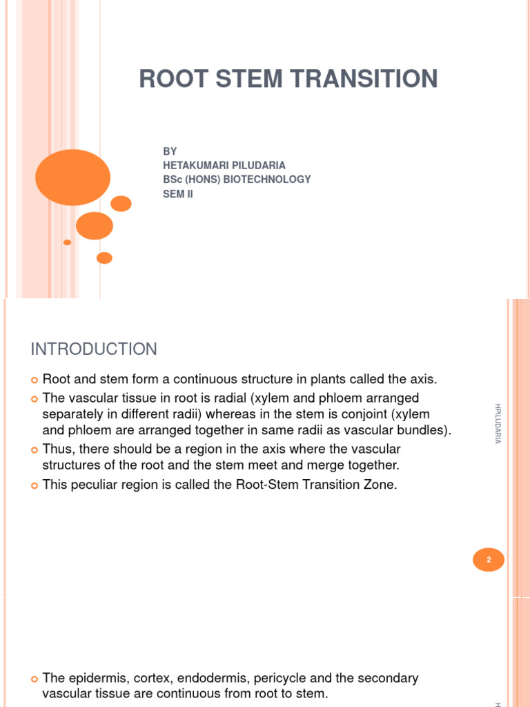Rootstemtransition 180411064819 | PDF | Plant Stem | Root