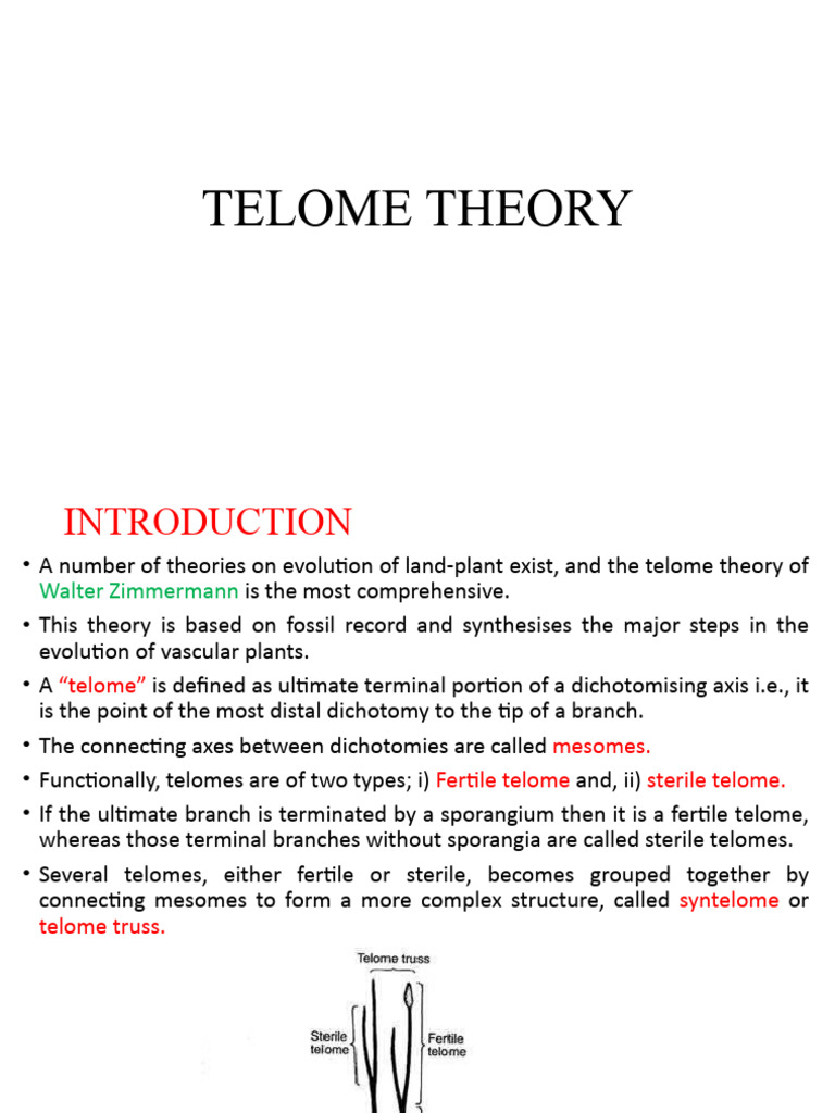 Telome Theory | PDF | Leaf | Plant Morphology