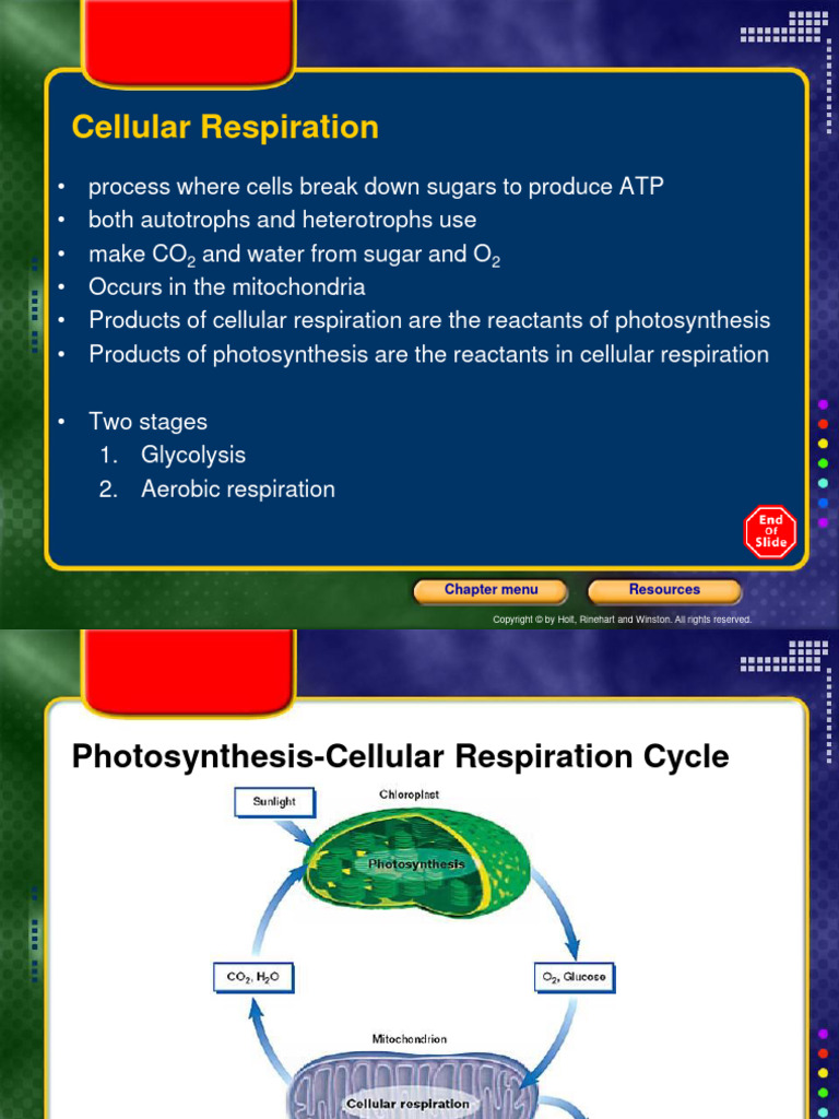 Cellular Respiration Holt | PDF | Cellular Respiration | Diet & Nutrition