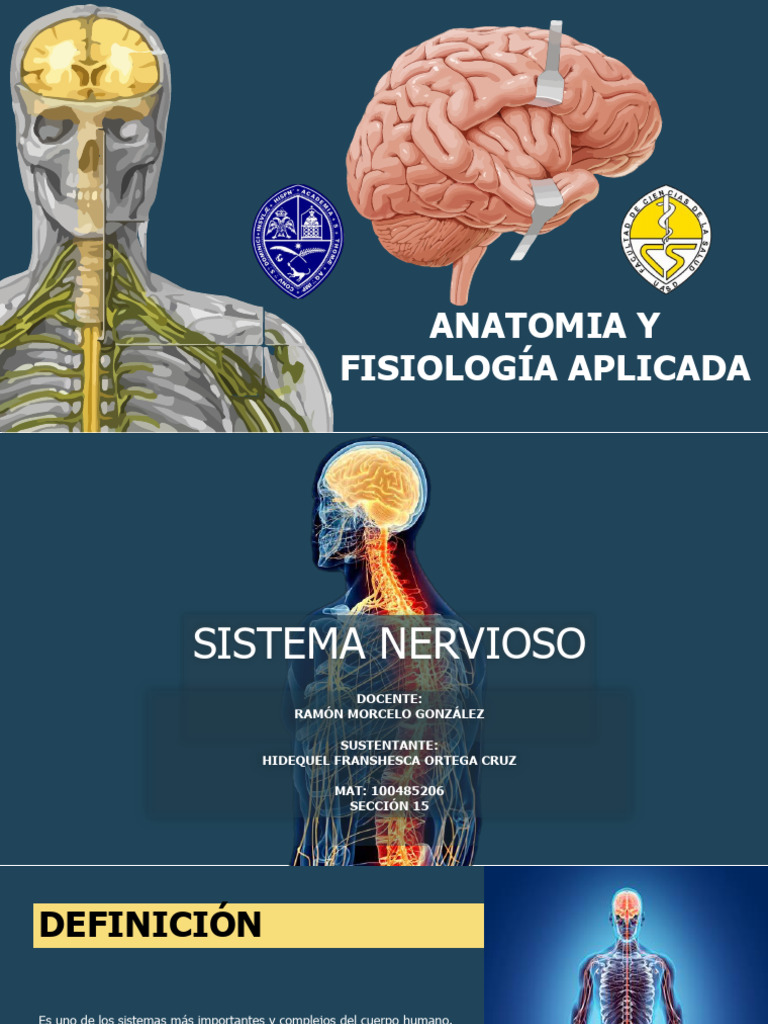 Diapositiva Sistema Nervioso | PDF | Neurona | Sistema nervioso