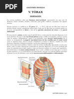 Características de los Nervios Torácicos | PDF | Abdomen | Tórax