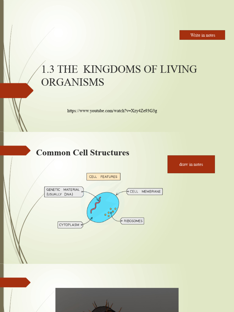 Biology Notes for Students | PDF | Plants | Plant Stem