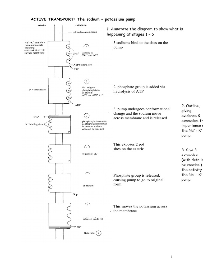 Sodium Potassium Pump - Extension Activity | PDF