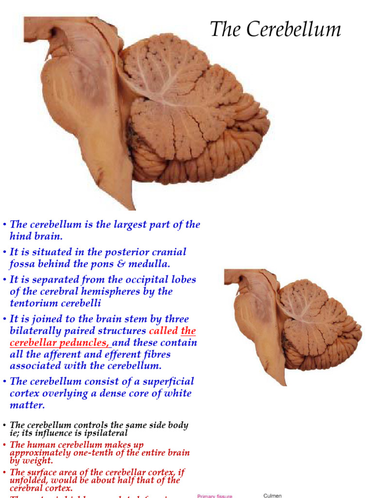 4.the Cerebellum | PDF | Cerebellum | Cerebral Hemisphere