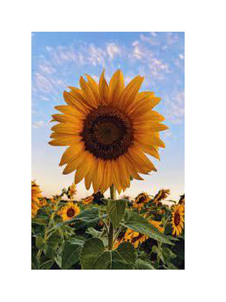GIRASOL | PDF
