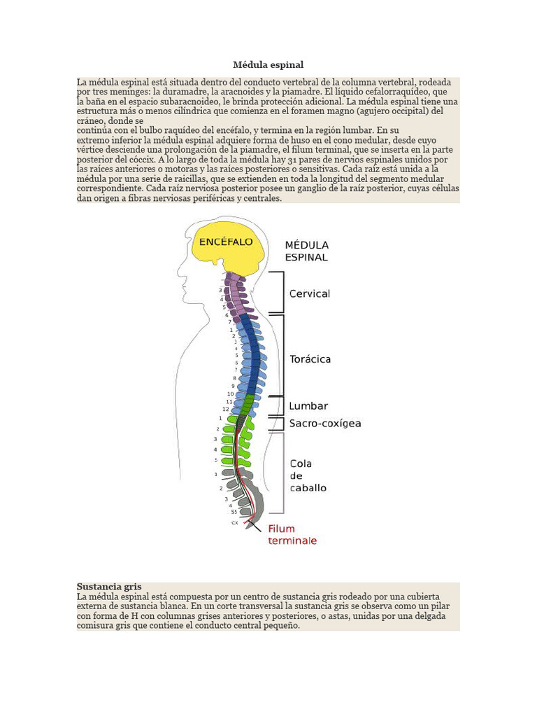 Estructura y Función de la Médula Espinal | PDF | Médula espinal ...