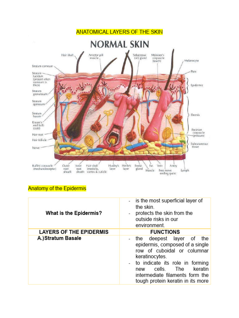 ANATOMICAL LAYERS OF THE SKIN | PDF | Epidermis | Skin