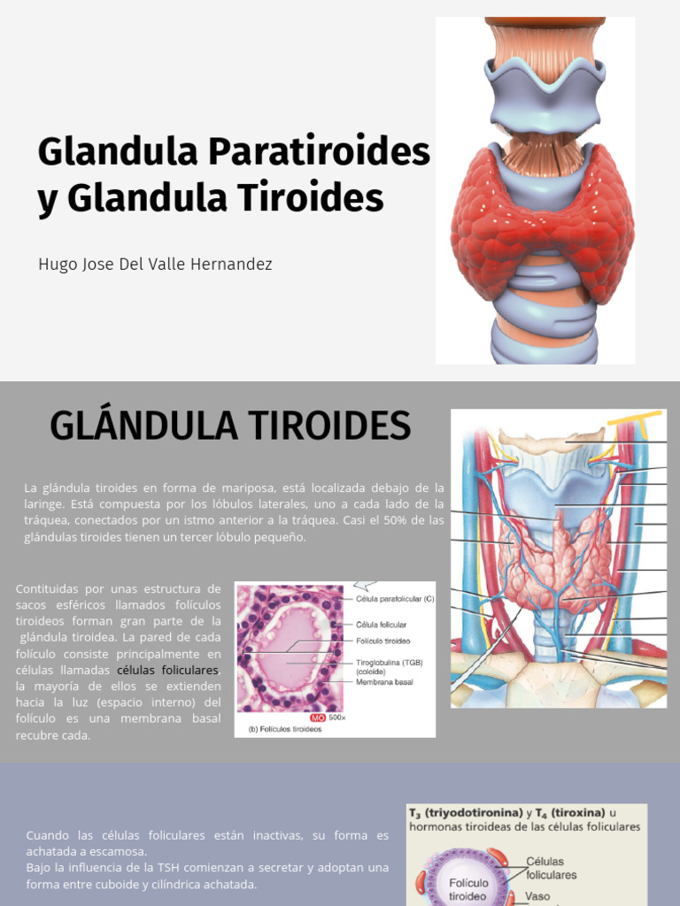 GLANDULAS TIROIDES Y PARATIROIDES | PDF | Hormona estimulante de la tiroides | Tiroides