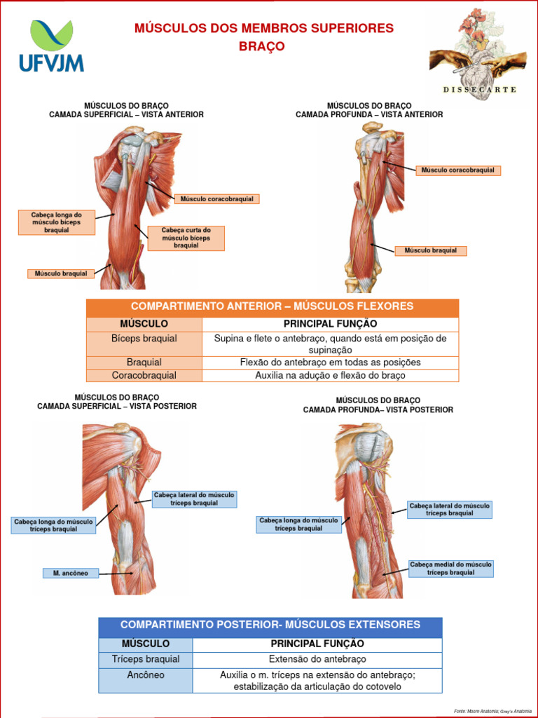 Musculos Dos Membros Superiores 1 | PDF | Membros (anatomia) | Sistema Locomotor
