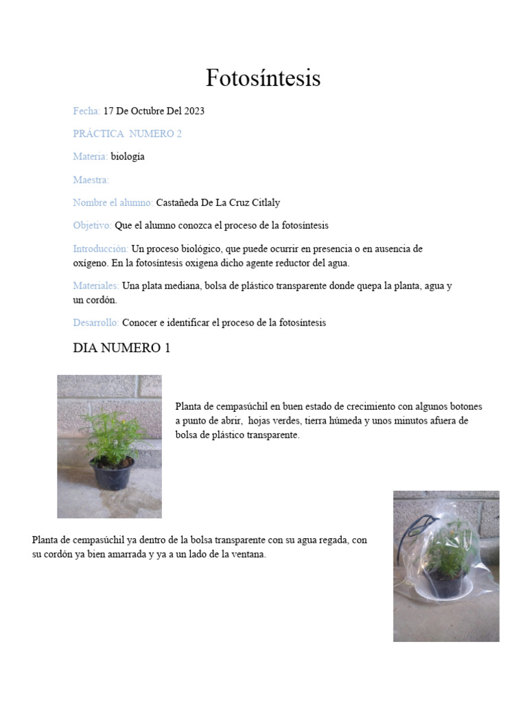 Observación de Fotosíntesis en Cempasúchil | PDF | Plantas | Fotosíntesis
