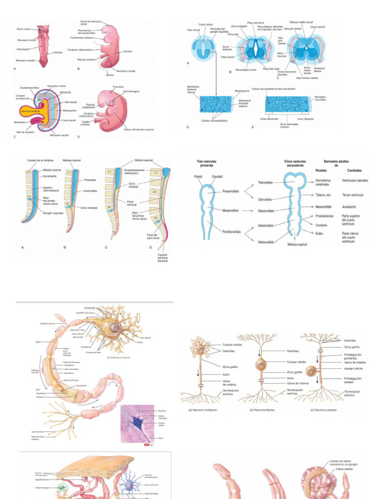 Imagenes Morfo | PDF