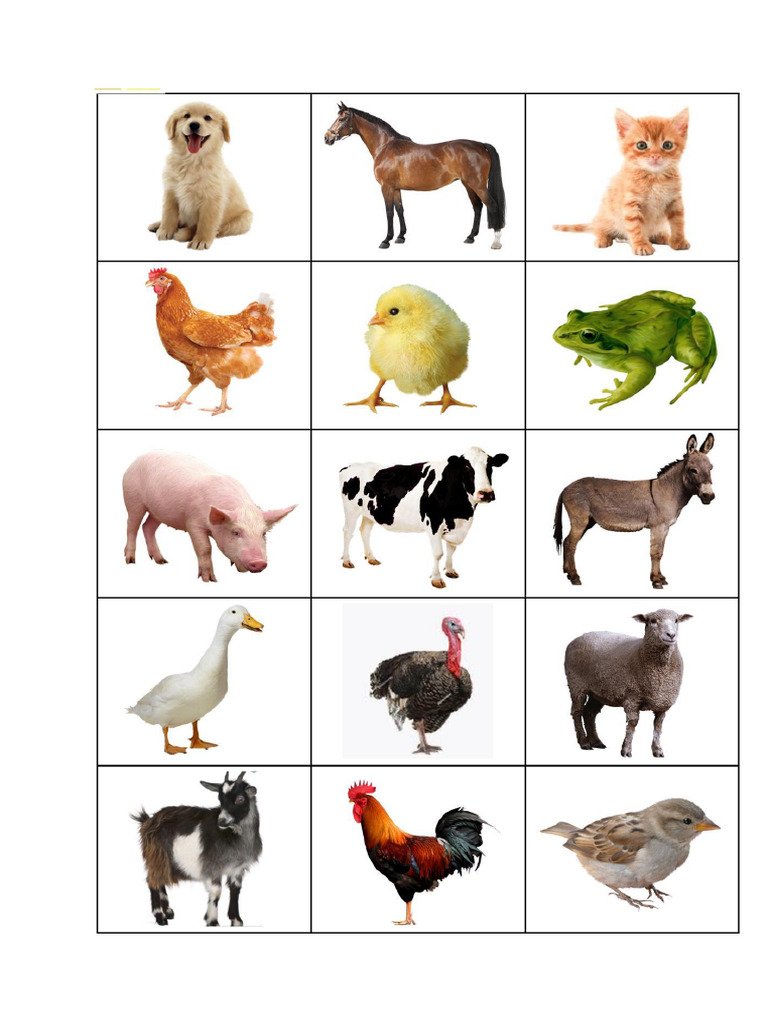Animales De La Granja Pdf