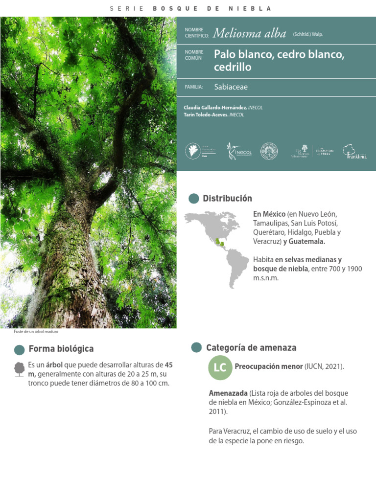 Meliosma Alba | PDF | Arboles | Plantas
