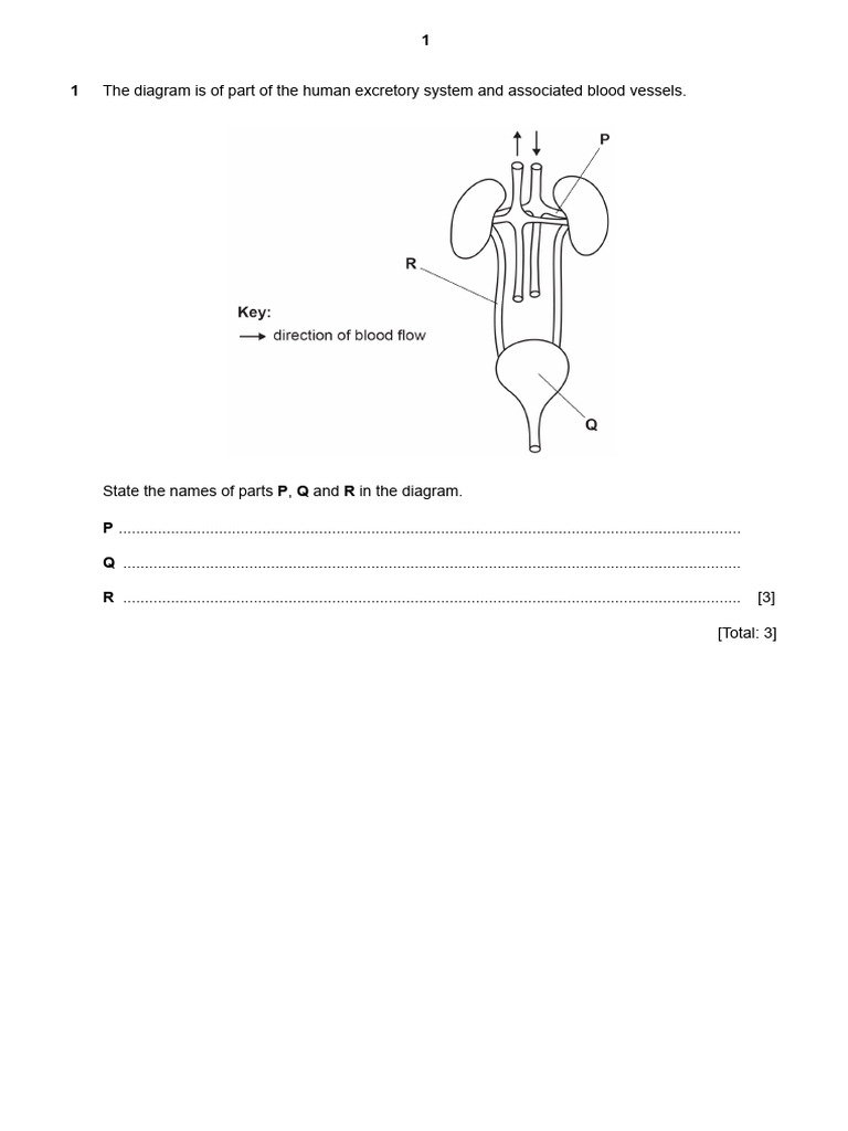 Human Excretory System Diagram and Labels | PDF | Urine | Kidney