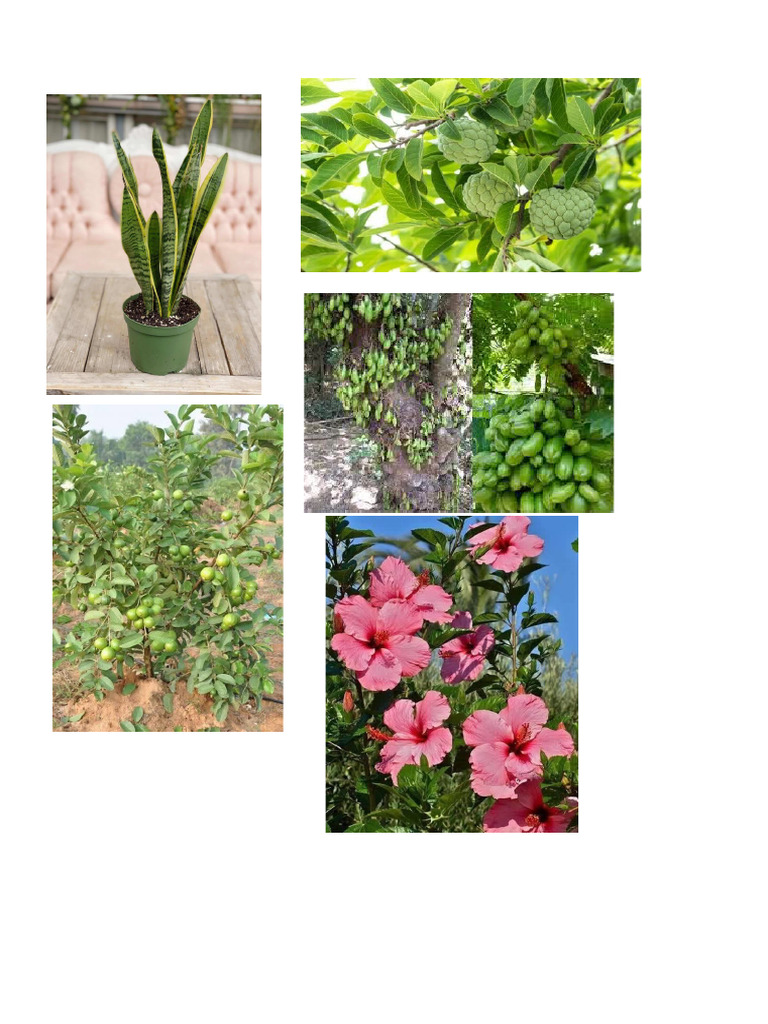 Common Plants | PDF