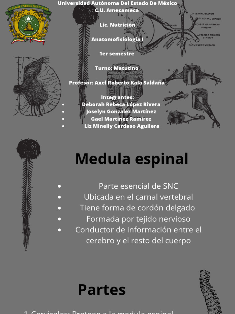Medula Espinal | PDF | Médula espinal | Nervio