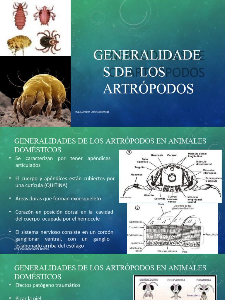 Generalidades Artropodos | PDF | Insectos | Artropodología