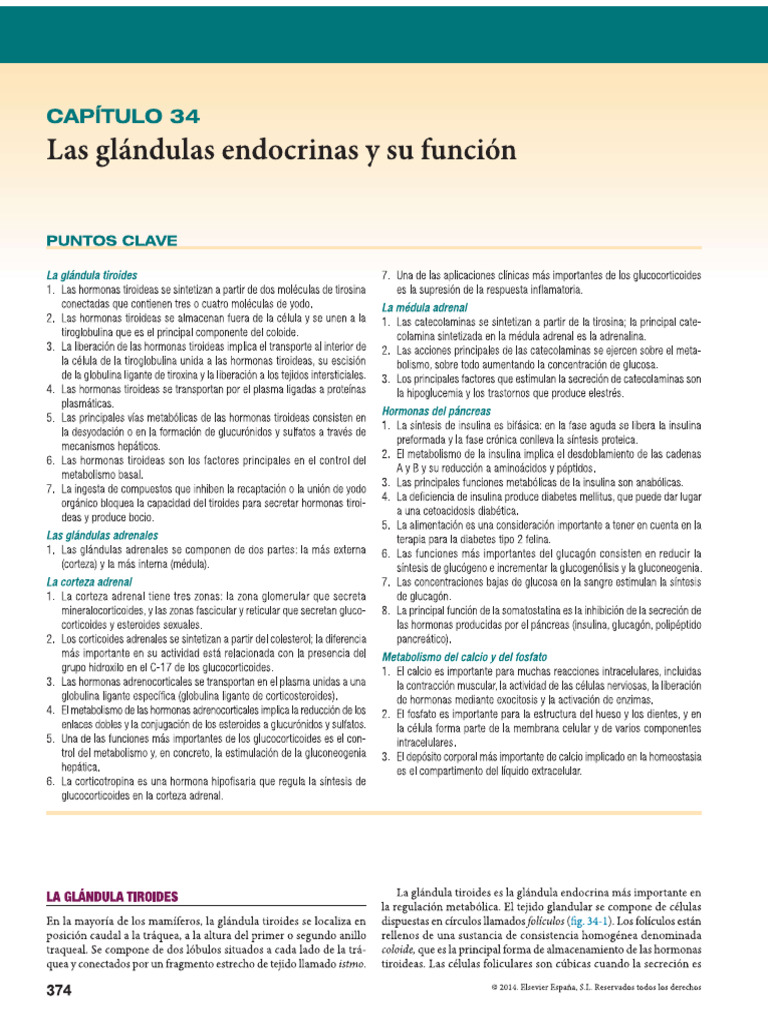 Glandulas Endocrinas | PDF