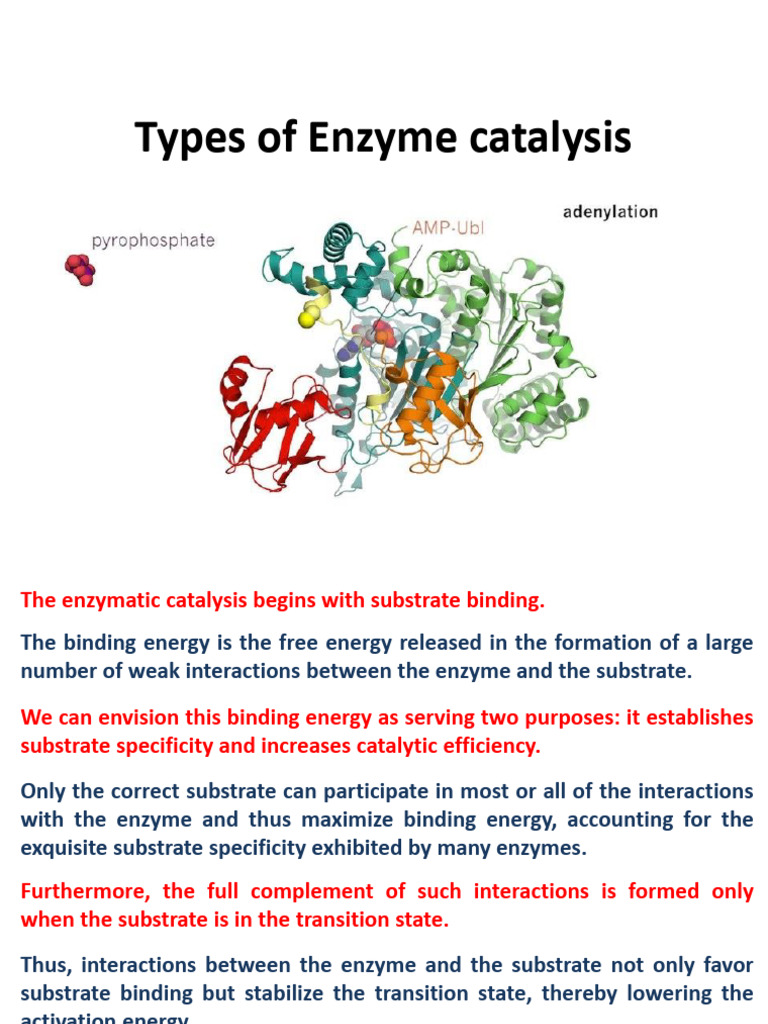 Enzyme Catalysis | PDF | Enzyme | Catalysis
