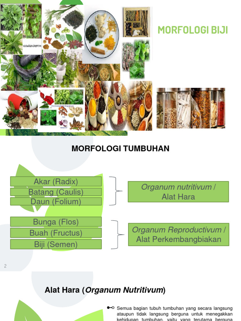Morfologi Biji dan Struktur Tumbuhan | PDF