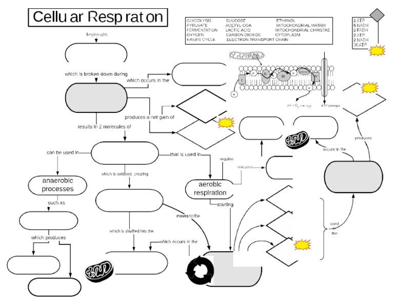 Cellular Respiration Graphic Organizer Revised2 | PDF